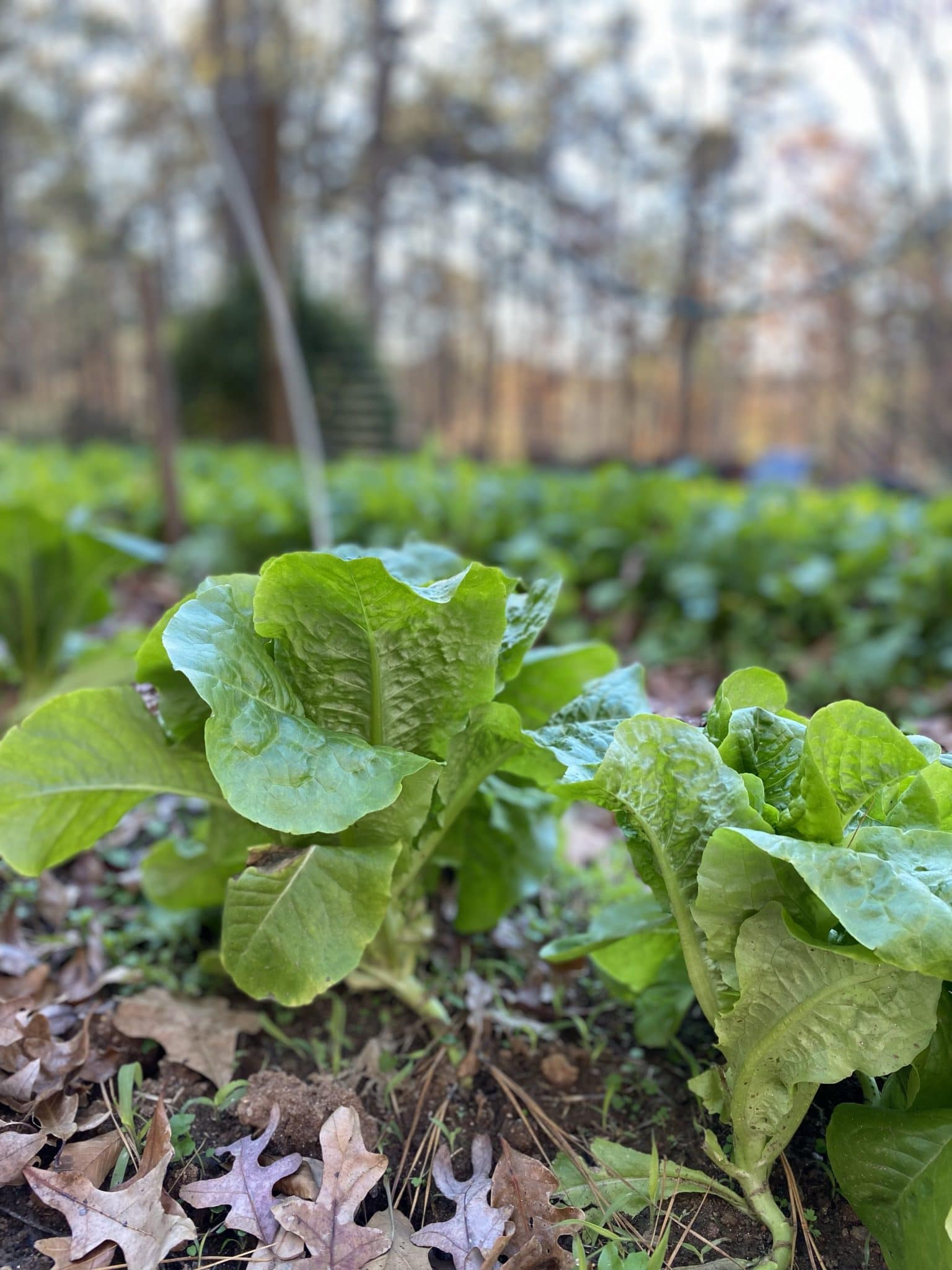 Shop Locally, Farm Style - Daybook Blog
