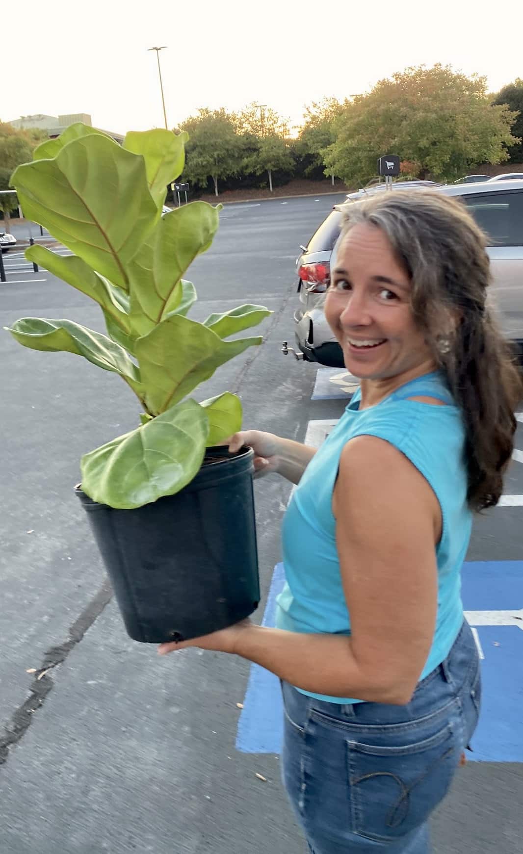 Finicky Fiddle Leaf Fig - Daybook Blog